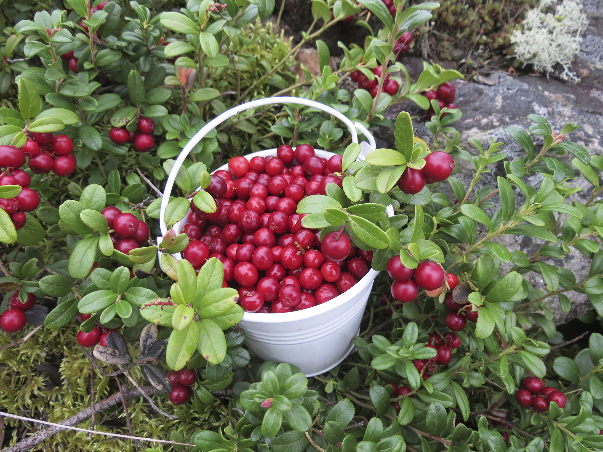Vuoden 2023 luonnontuotteet ovat puolukka, haaparouskut ja poimulehti ...